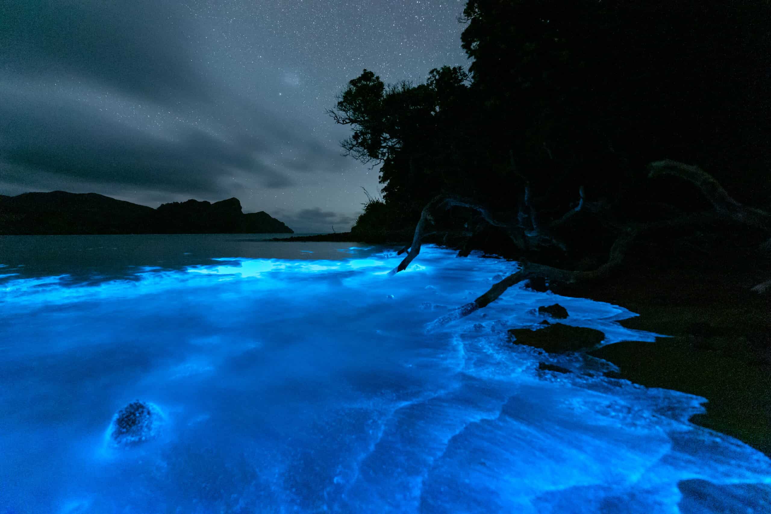 A Guide to Aotea’s Nightlife - Aotea Great Barrier Island