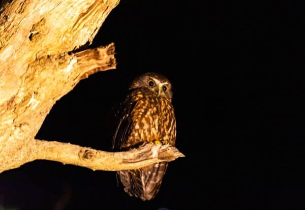 A Guide to Aotea’s Nightlife - Aotea Great Barrier Island