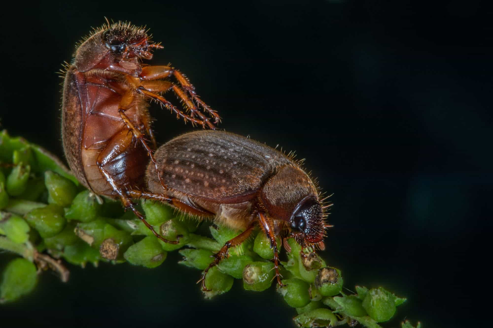 A Guide to Aotea’s Nightlife - Aotea Great Barrier Island