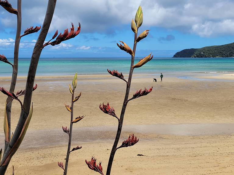 Oruawharo Beach House & Cabin - Aotea Great Barrier Island